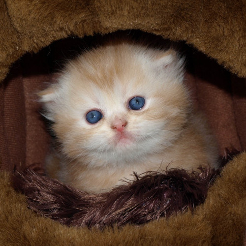 Name These Cats And We'll Reveal What Your Future Holds