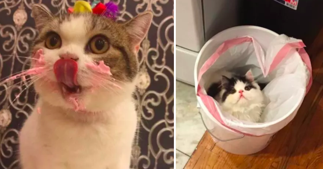17 imágenes que definitivamente tienes que ver si tu semana ha sido un asco