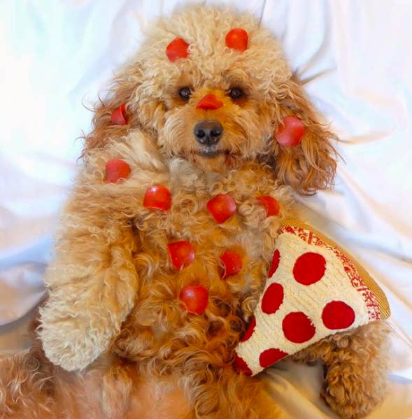 Show Us Your Pet Who Loves Pizza