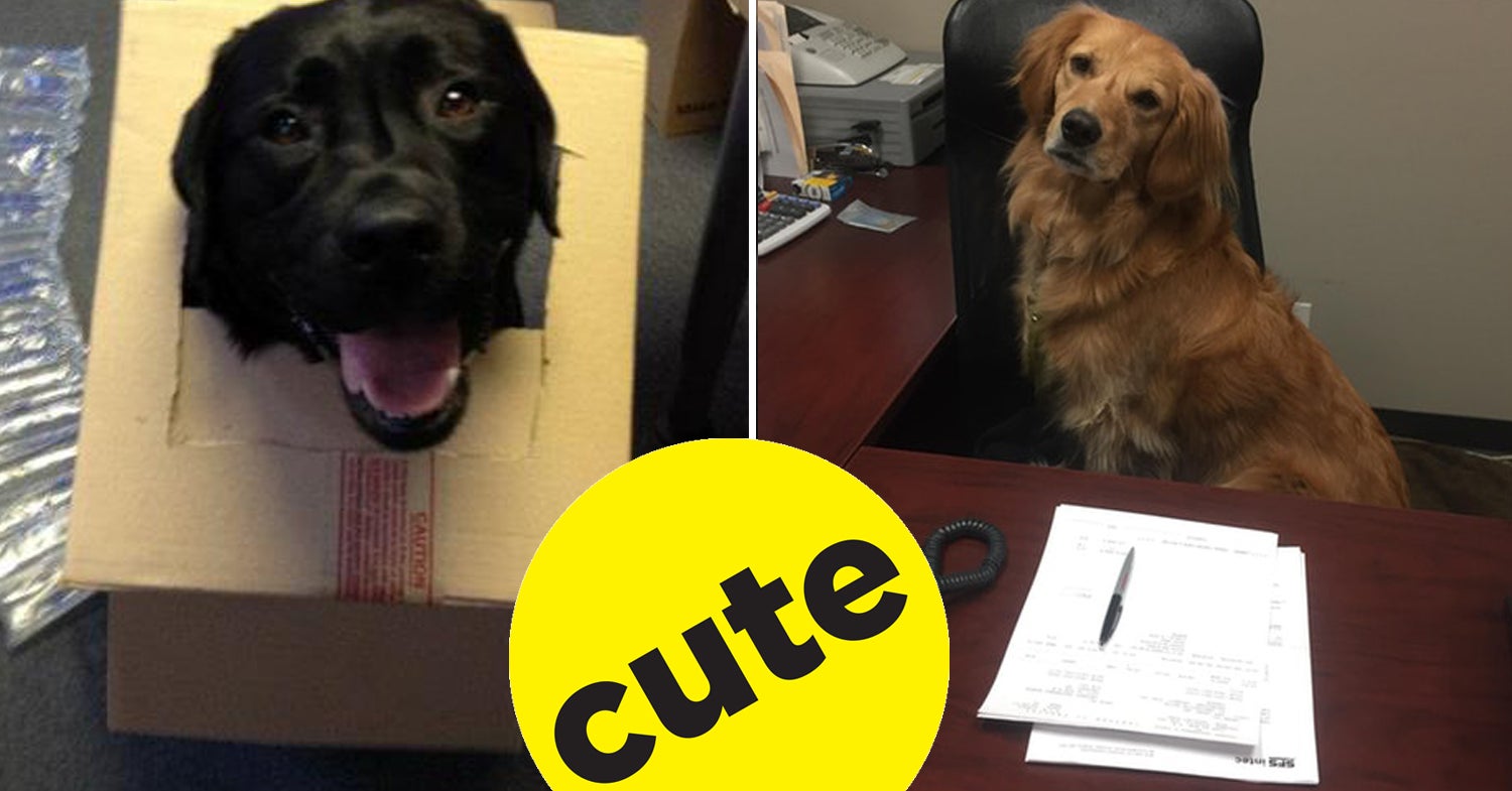 17 Office Doggos Who Are The Goodest Employees