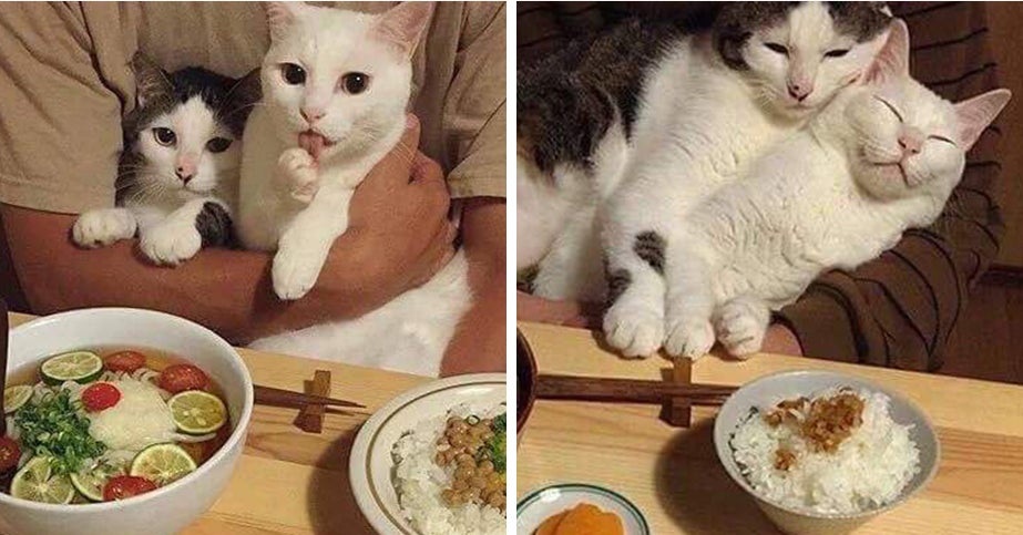 27 Impossibly Cute Tweets That Will Make You Want A Pet