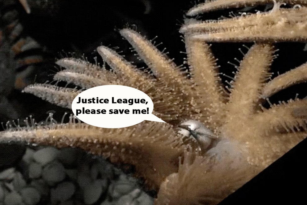 15 Facts About Starfish That Will Freak You TF Out