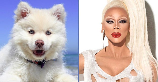 Choose Seven Animals And We'll Reveal Your Drag Queen Name