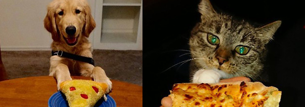 Animals Eating Pizza
