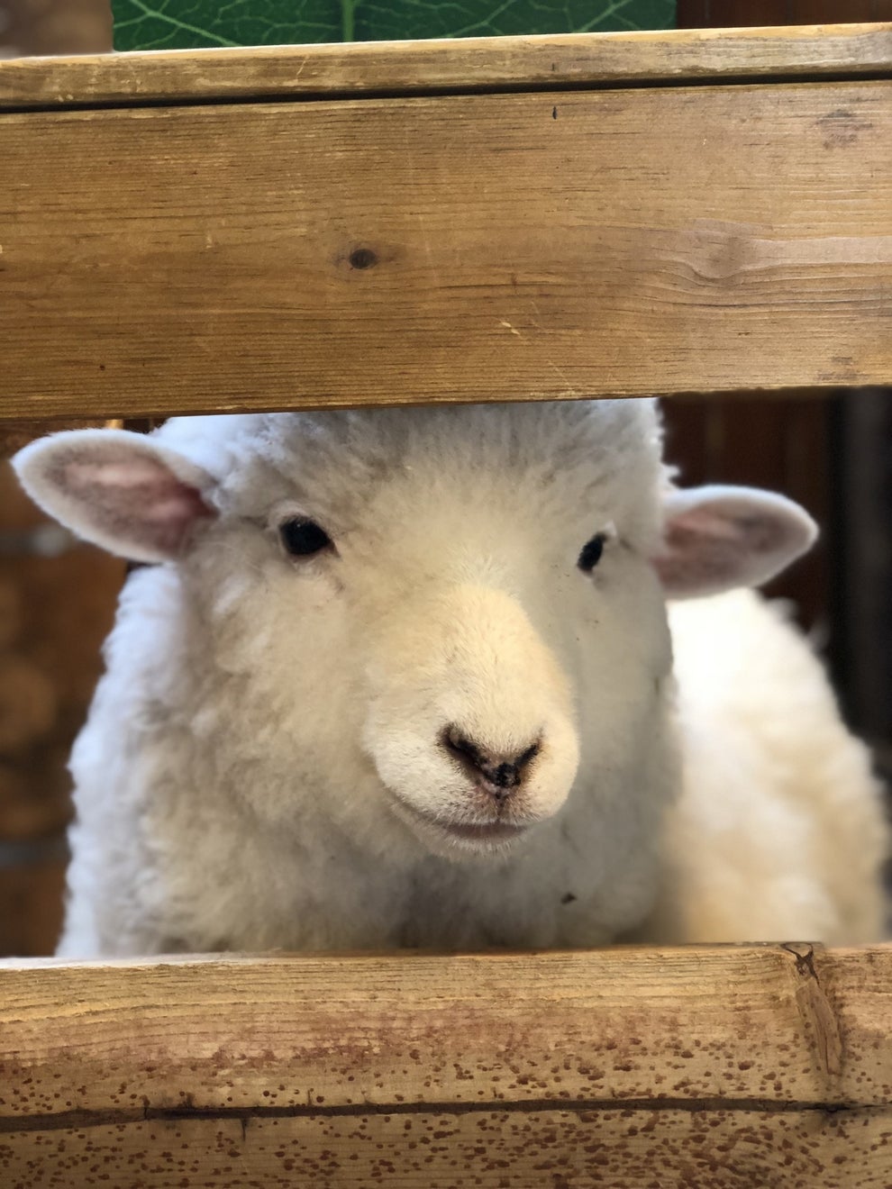 This Sheep Cafe Is The Most Random But Cutest Cafe In Korea