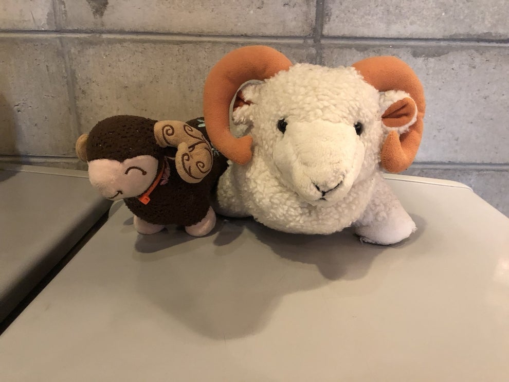 This Sheep Cafe Is The Most Random But Cutest Cafe In Korea