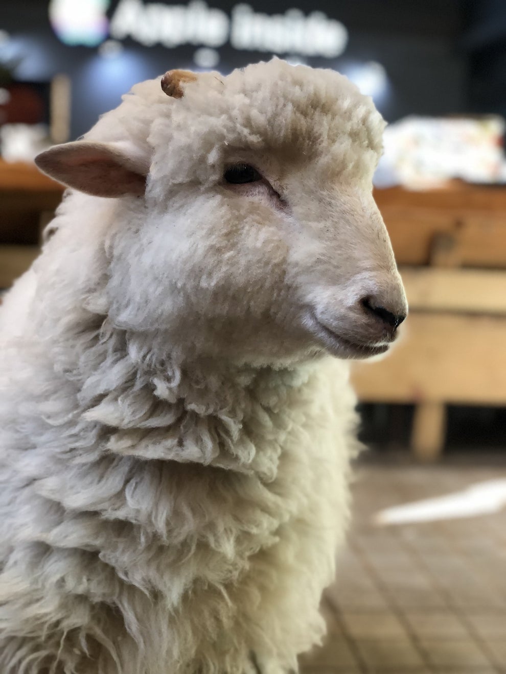 This Sheep Cafe Is The Most Random But Cutest Cafe In Korea