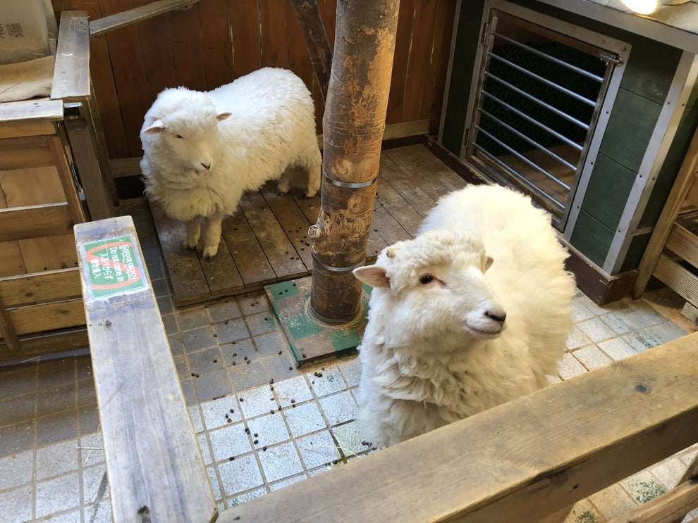 This Sheep Cafe Is The Most Random But Cutest Cafe In Korea