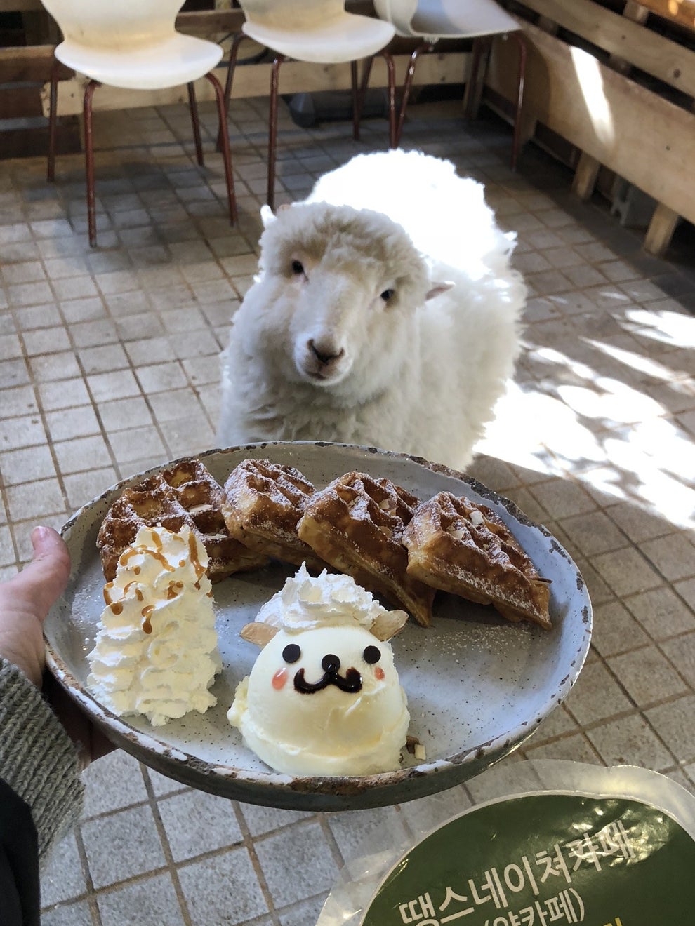 This Sheep Cafe Is The Most Random But Cutest Cafe In Korea