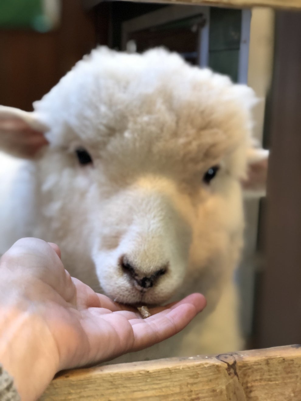 This Sheep Cafe Is The Most Random But Cutest Cafe In Korea