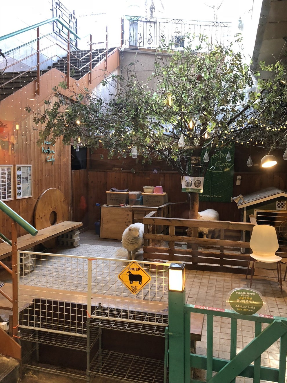 This Sheep Cafe Is The Most Random But Cutest Cafe In Korea