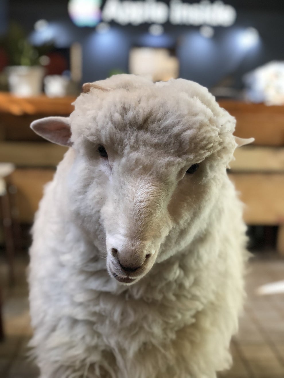 This Sheep Cafe Is The Most Random But Cutest Cafe In Korea