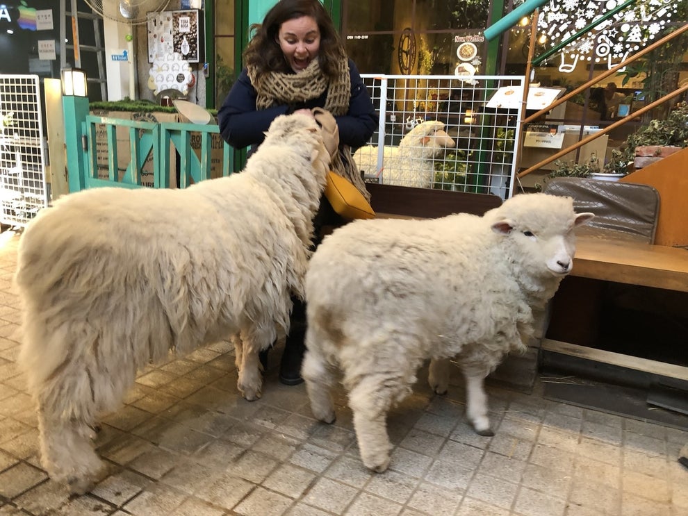 This Sheep Cafe Is The Most Random But Cutest Cafe In Korea