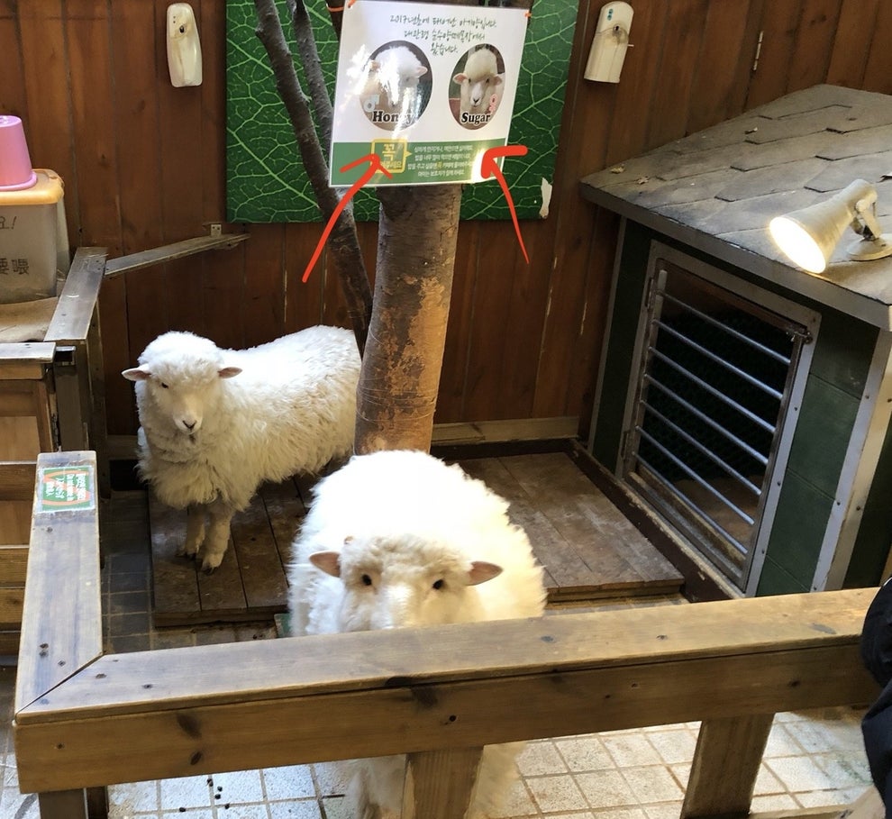 This Sheep Cafe Is The Most Random But Cutest Cafe In Korea