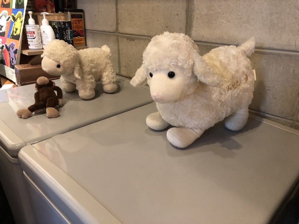 This Sheep Cafe Is The Most Random But Cutest Cafe In Korea