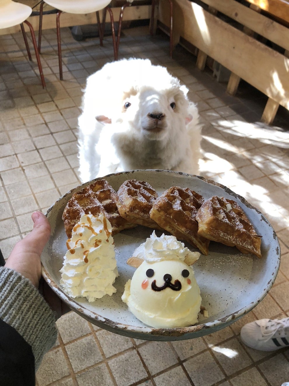 This Sheep Cafe Is The Most Random But Cutest Cafe In Korea