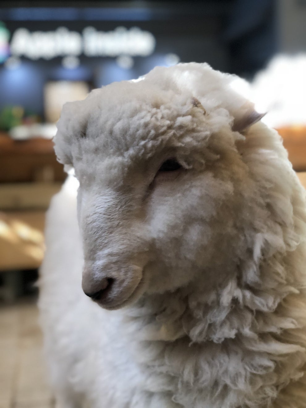 This Sheep Cafe Is The Most Random But Cutest Cafe In Korea