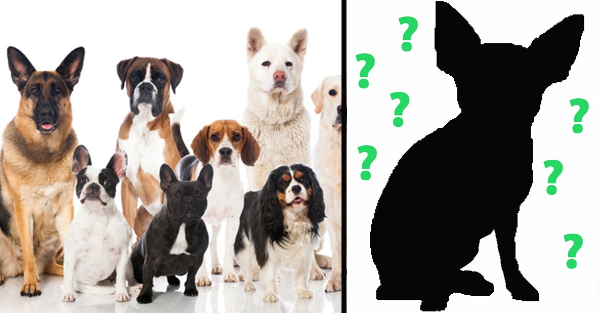 Can You Guess These 11 Dog Breeds From Just Their Shape?