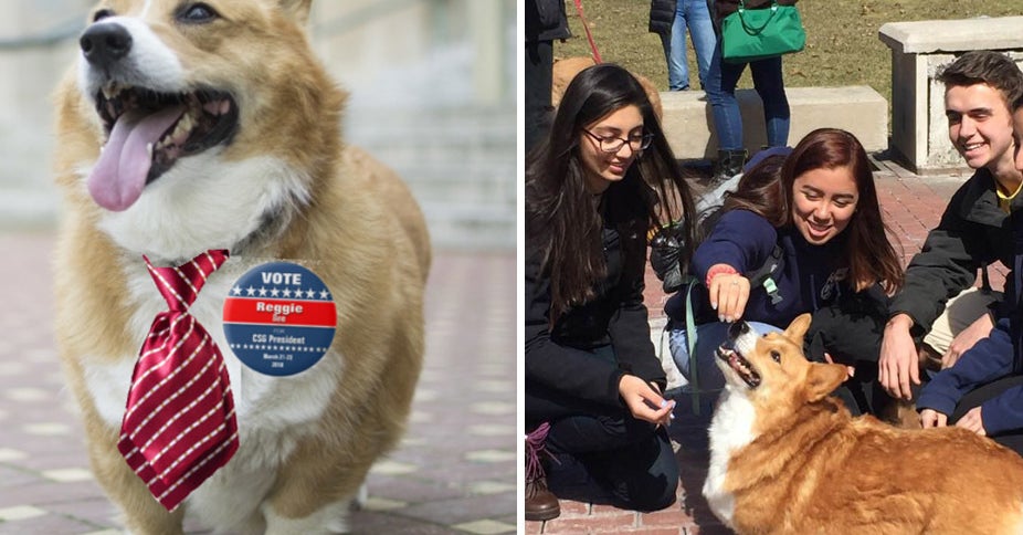 A Therapy Corgi Is Running To Be A College's Student Government President