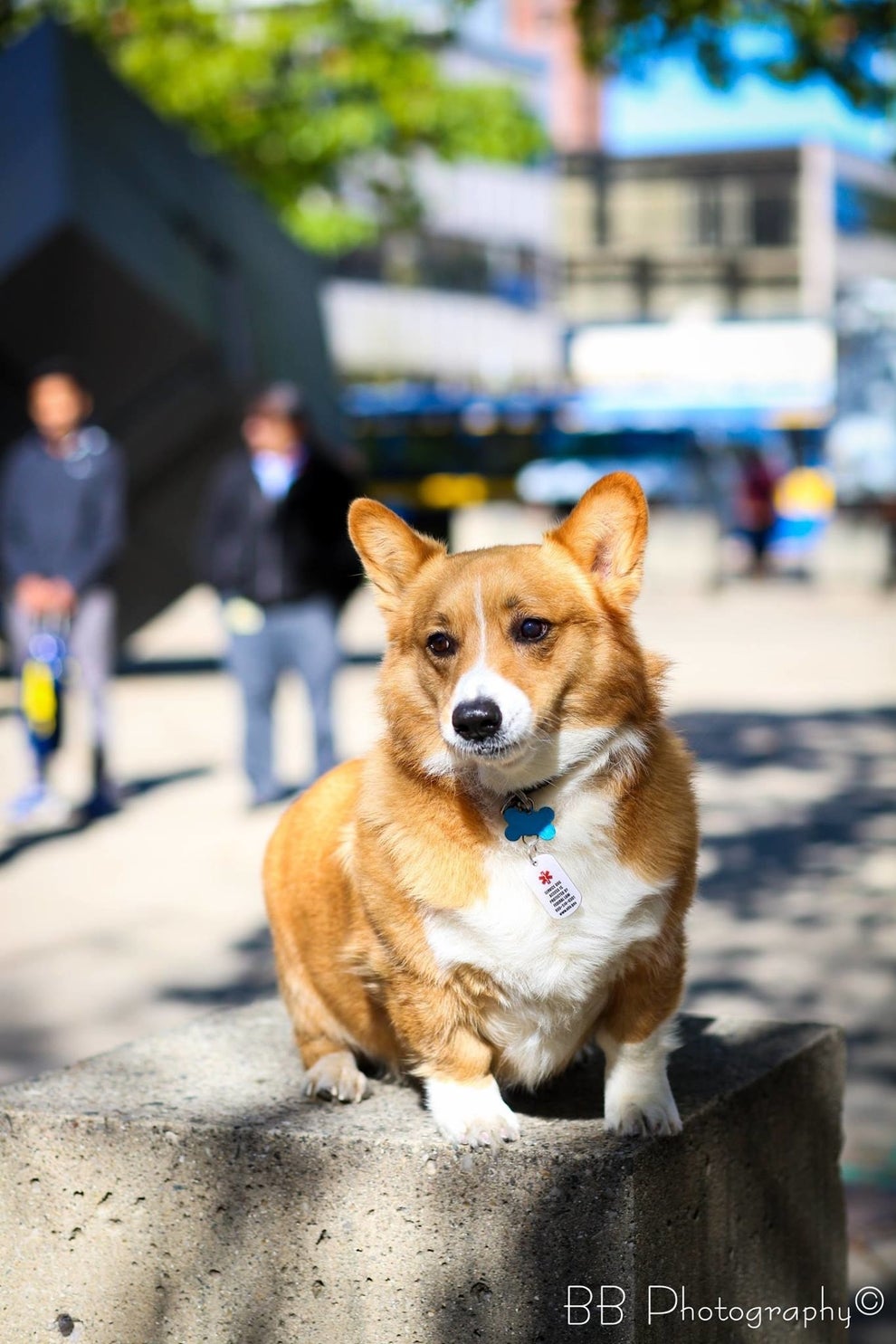 A Therapy Corgi Is Running To Be A College's Student Government President