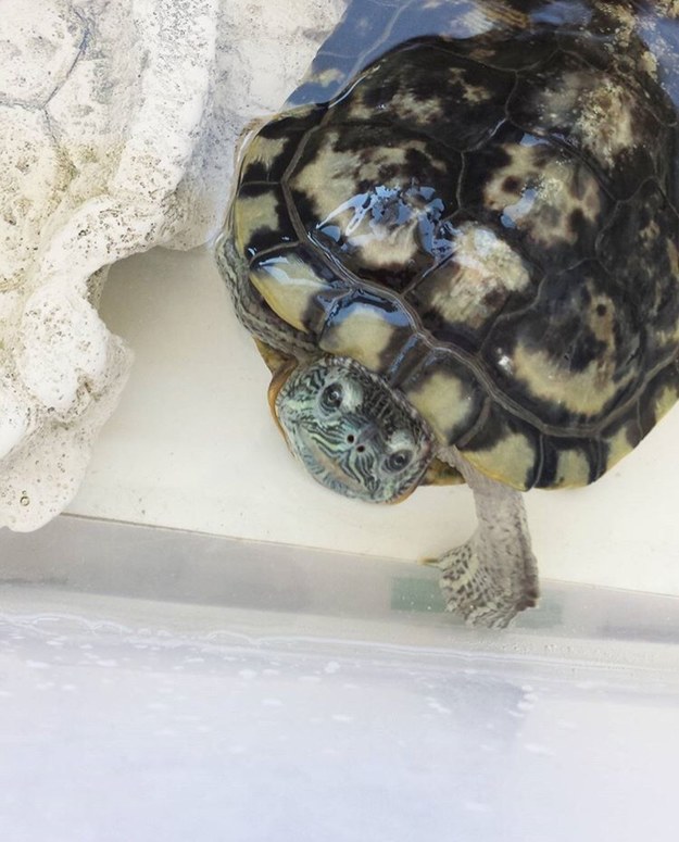 rachelmg on BuzzFeed