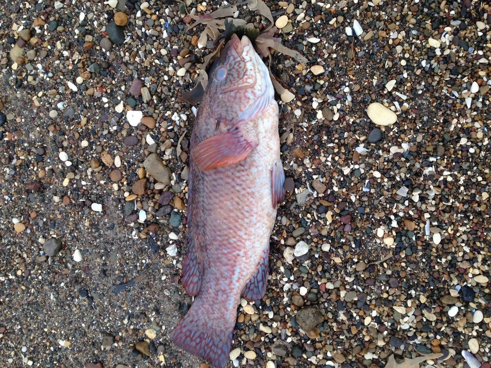 Tons Of Dead Marine Animals Are Washing Up On UK Beaches
