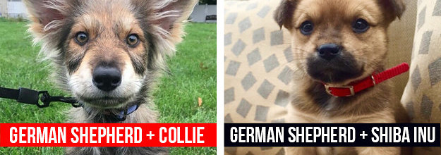 Maltese German Shepherd Mix