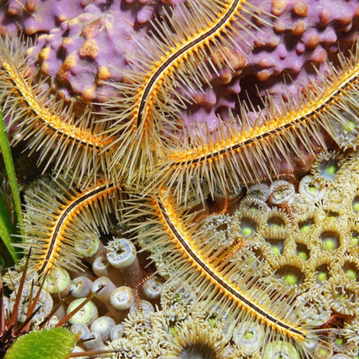 15 Facts About Starfish That Will Freak You TF Out