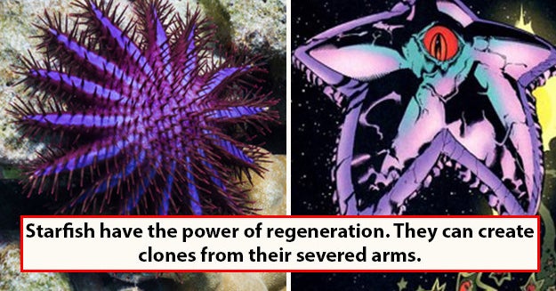 15 Facts About Starfish That Will Freak You TF Out