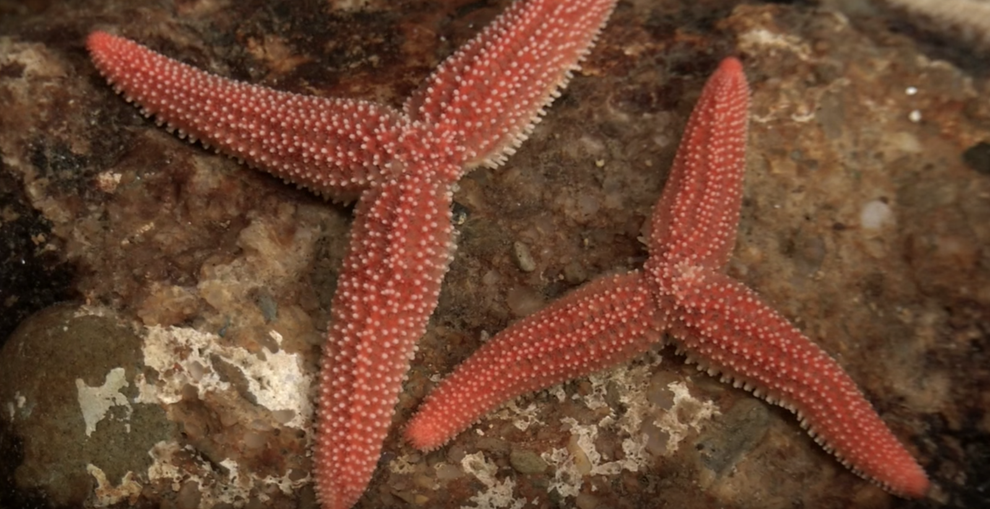 15 Facts About Starfish That Will Freak You TF Out