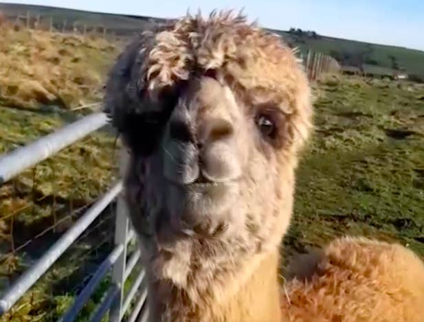 alpaca cbbc