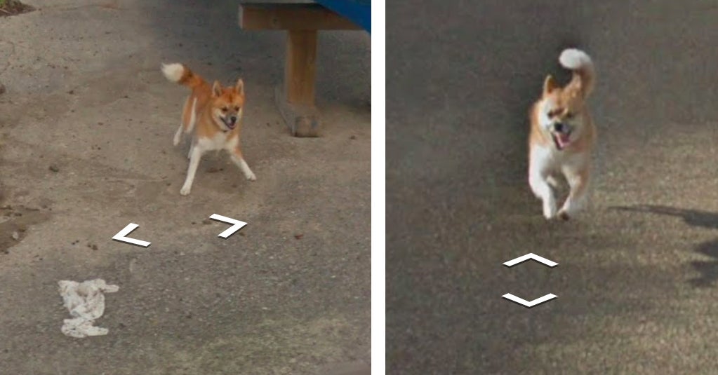 This Dog Chasing A Google Street View Car Is So Cute I Could Die