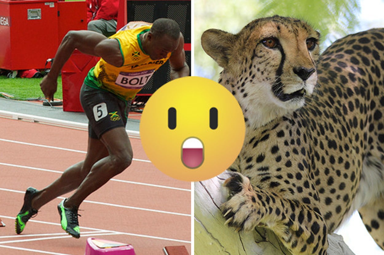 12 Fast Facts About The Fastest Things In The World