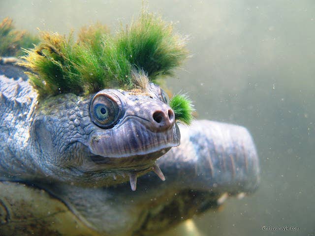 Everyone's Talking About That Badass Turtle With Bright Green Punk Hair ...