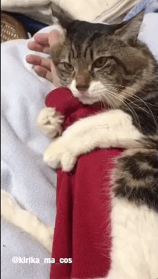 This Cat Is The Most Dedicated Cuddler We've Ever Seen