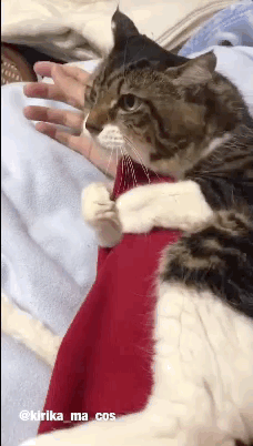 This Cat Is The Most Dedicated Cuddler We've Ever Seen