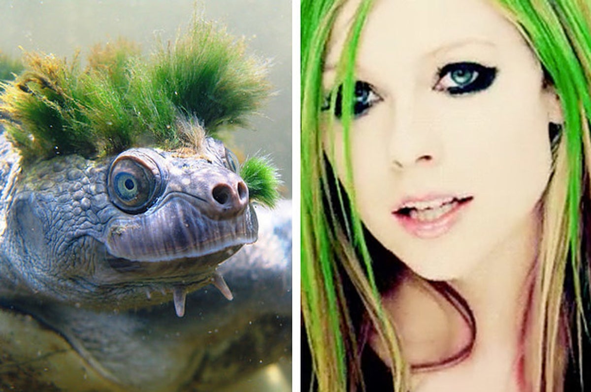 Do Turtles Have Hair - Best Hairstyles Ideas for Women and Men in 2023