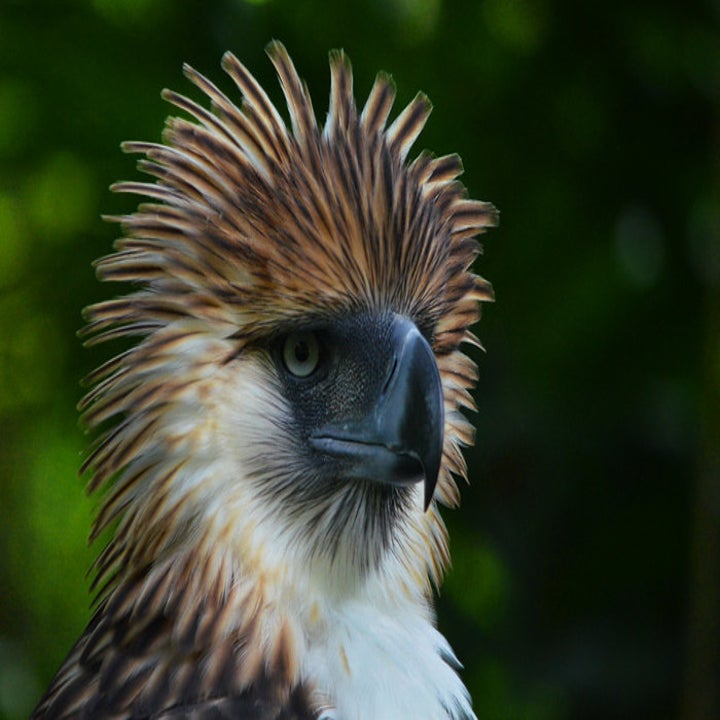 22 Weird Birds That I Want To Be When I Grow Up