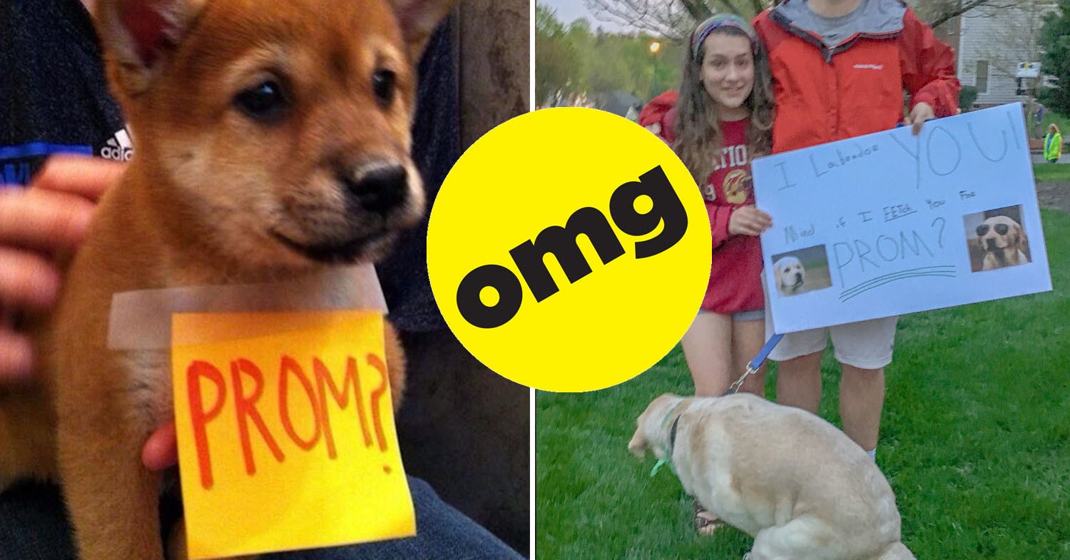 If You Didn't Know Dog Promposals Were A Thing, You Do Now