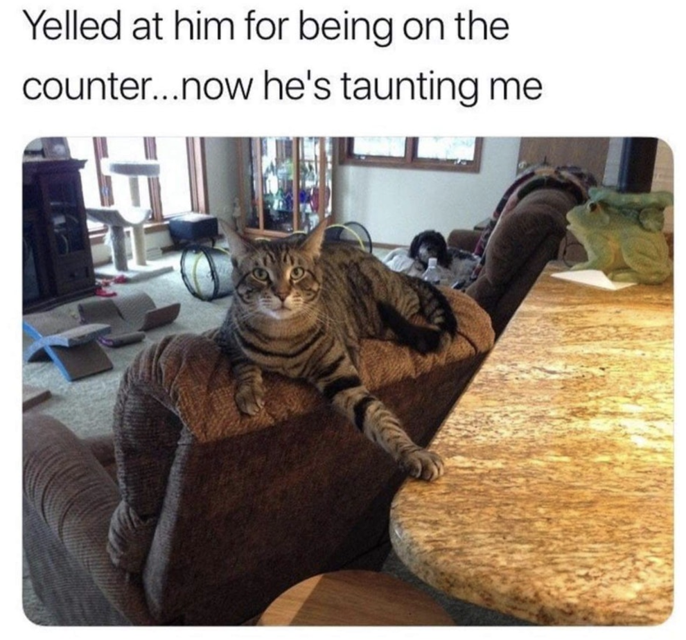 19 Pictures That Prove Cats Are Cute But Not To Be Trusted