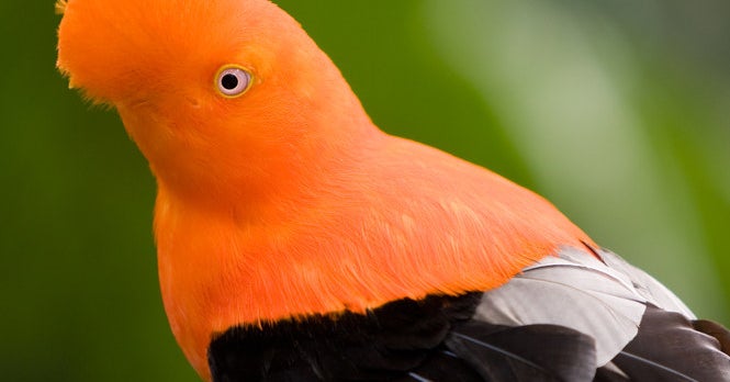 22 Weird Birds That I Want To Be When I Grow Up