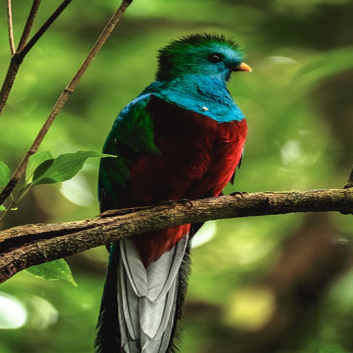 22 Weird Birds That I Want To Be When I Grow Up