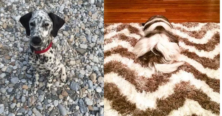 19 Pictures That Are 100000% Definitely NOT Of Dogs