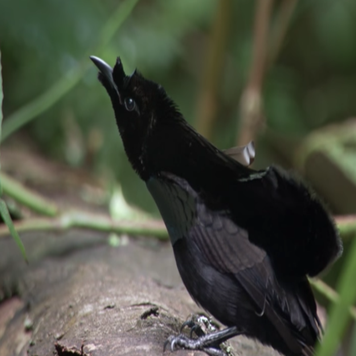 22 Weird Birds That I Want To Be When I Grow Up