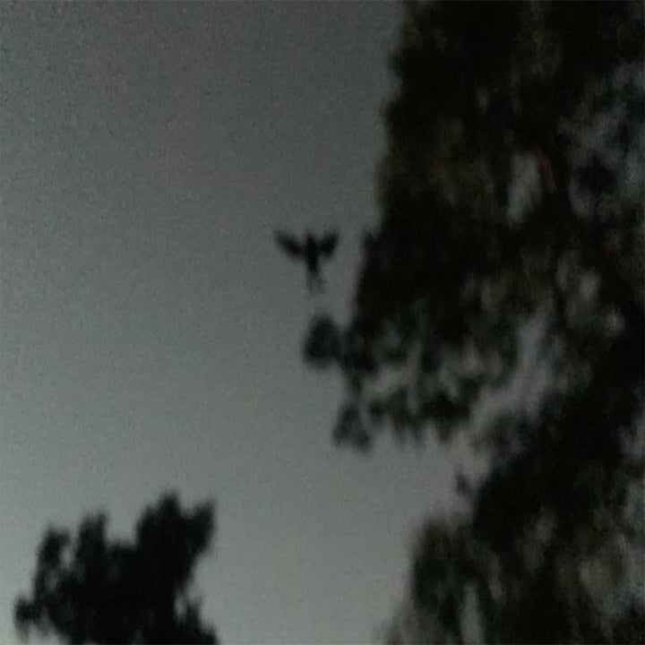 11 Eerie Details About The Mothman That'll Seriously Creep You Out