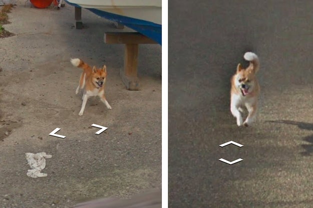 Googleストリートビュー撮影車と犬の追いかけっこが最高に微笑ましいw