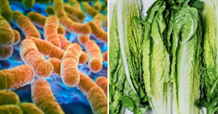 Throw Out Your Romaine Lettuce Because It Could Be Contaminated With E ...