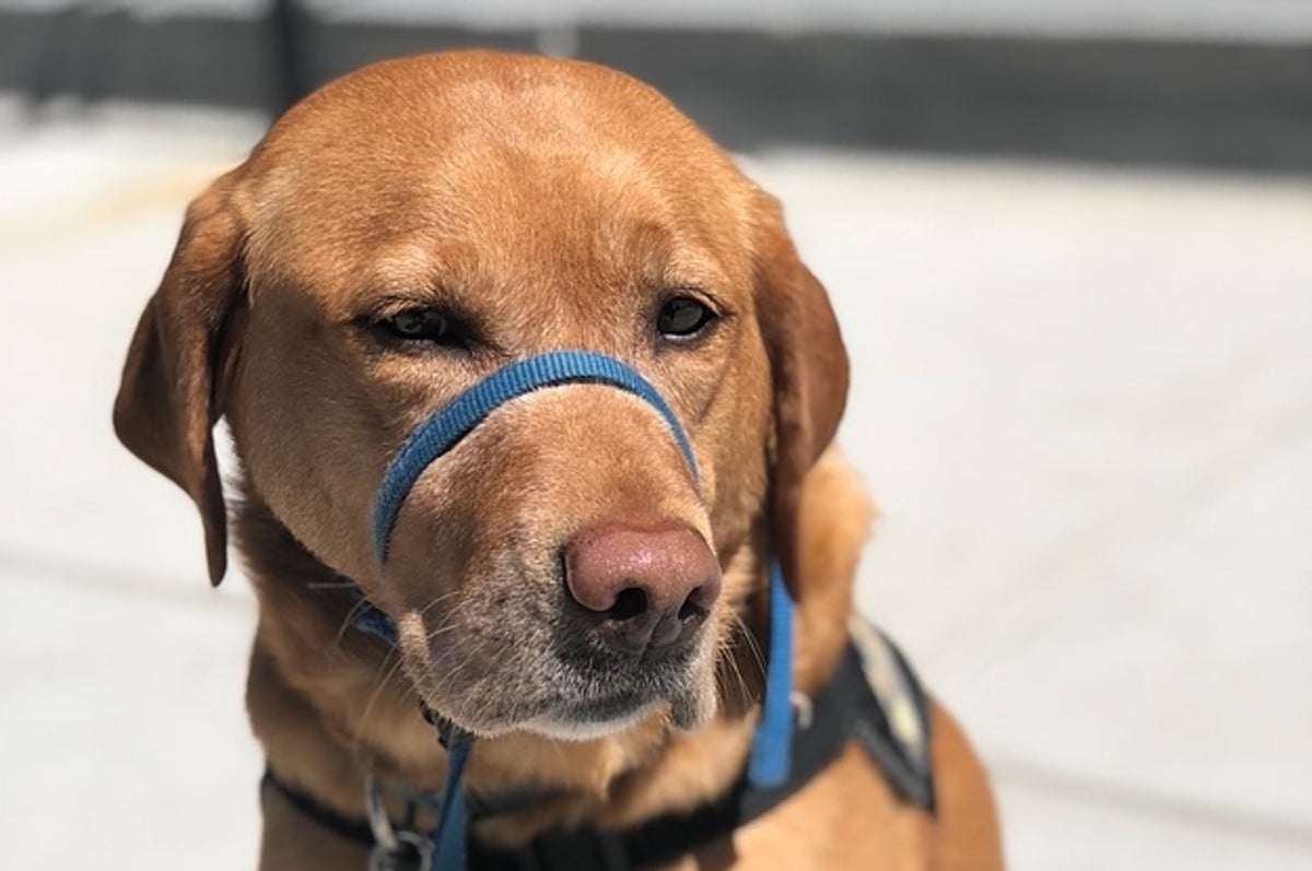 Meet The Very Good Dog Bringing Comfort To The Bill Cosby Jury