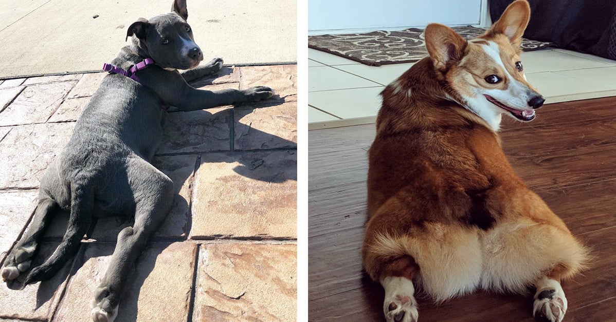 These 21 Dog Sploots Will Warm Every Dog Lover's Heart