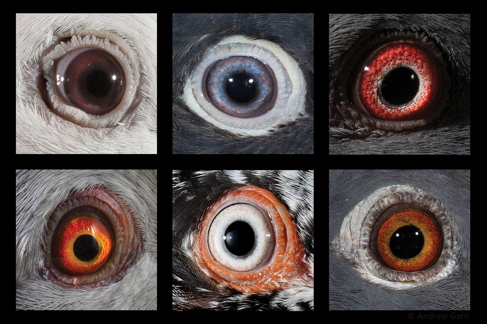 Here's Everything You Didn't Think You Wanted To Know About Pigeons